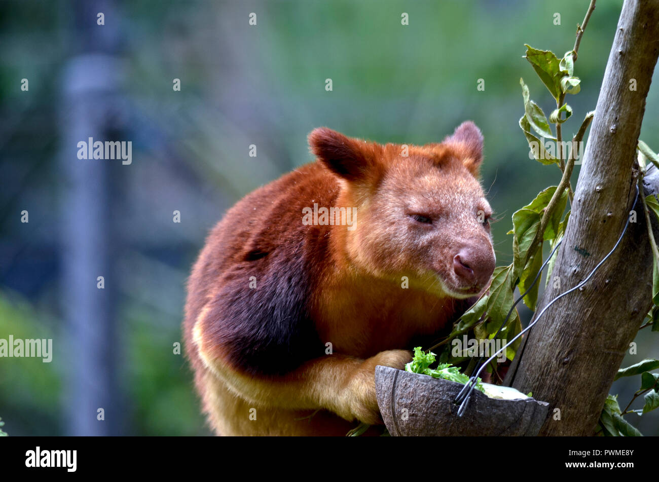 this is a close up of a tree kangaroo Stock Photo - Alamy