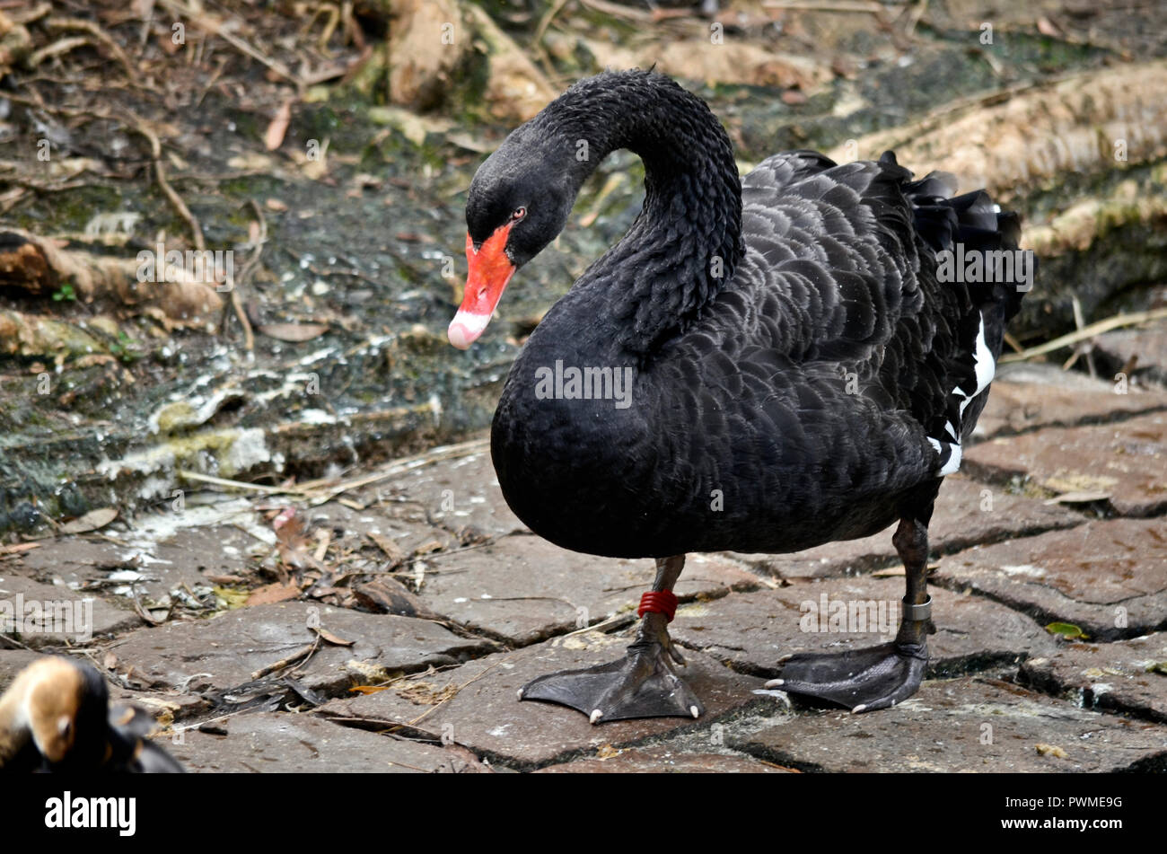 Black swan waddling hi-res stock photography and images - Alamy