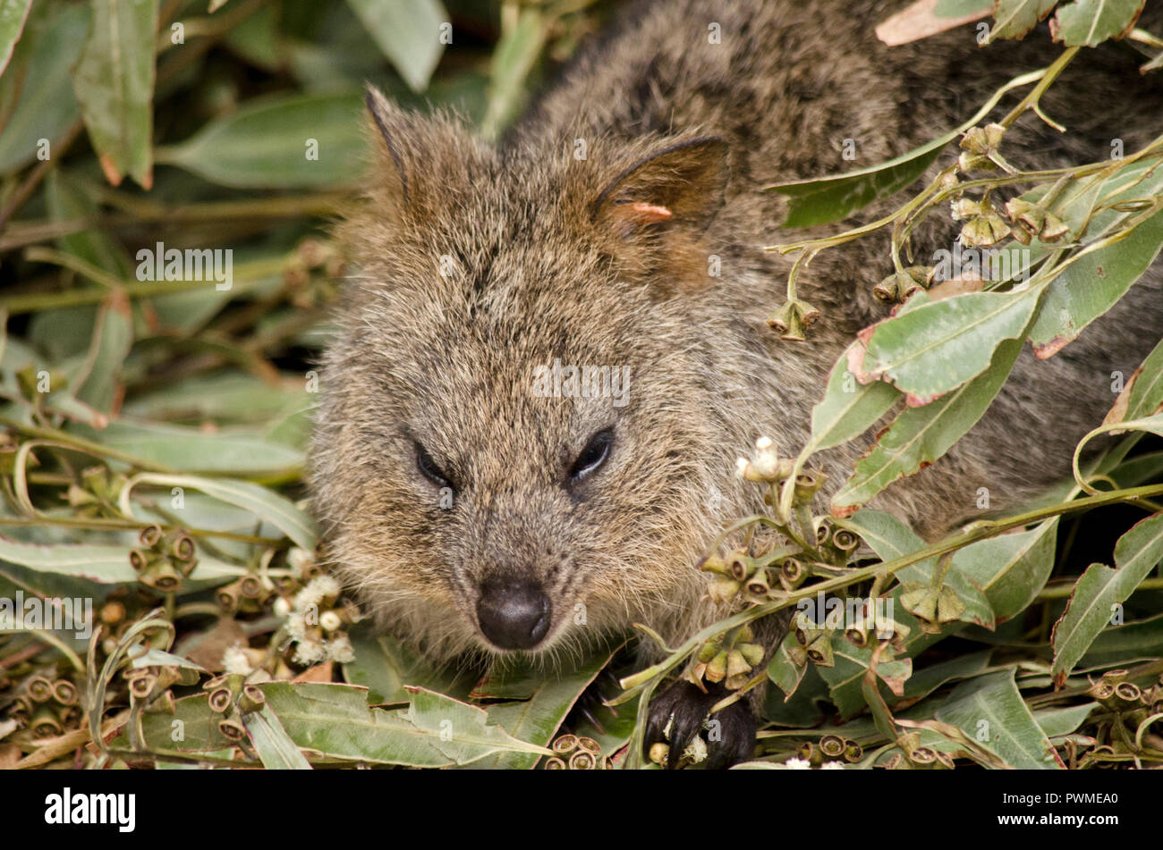 the quokka is hiding amongst the leaves Stock Photo - Alamy