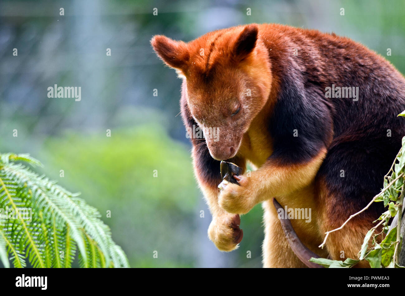 this is a close up of a tree kangaroo Stock Photo - Alamy