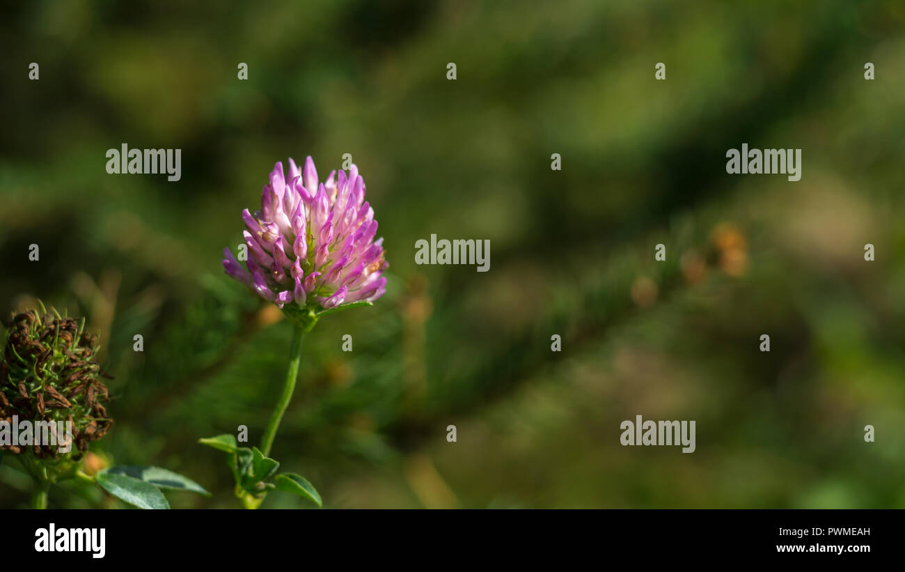 Violet clover in blurred green background Stock Photo - Alamy