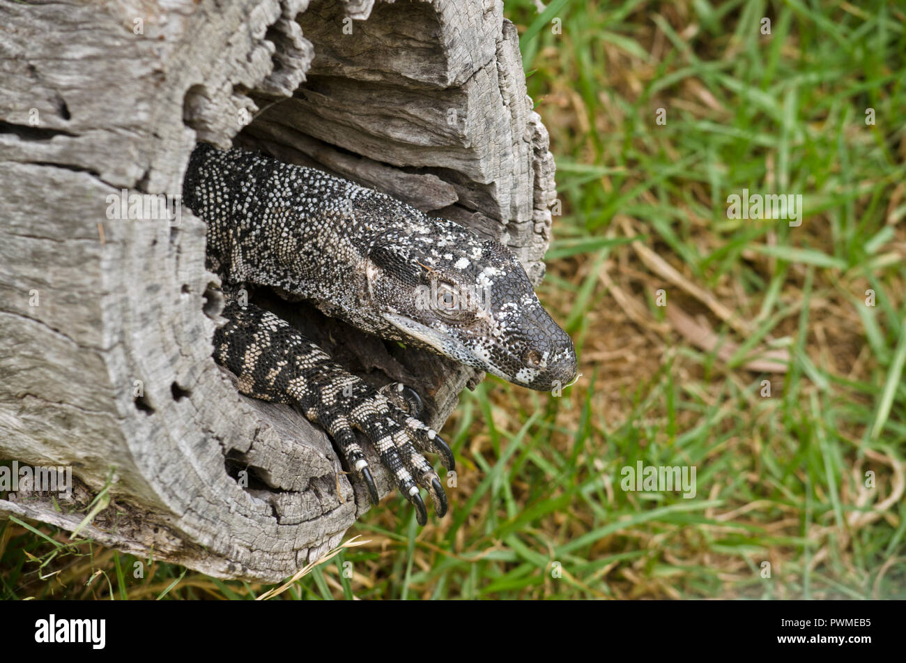 Lace monitor hi-res stock photography and images - Alamy