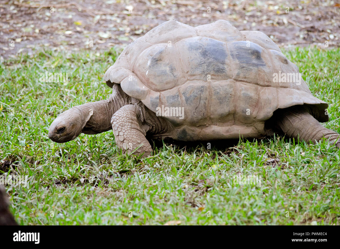 the giant tortoise is walking across a lawn Stock Photo - Alamy
