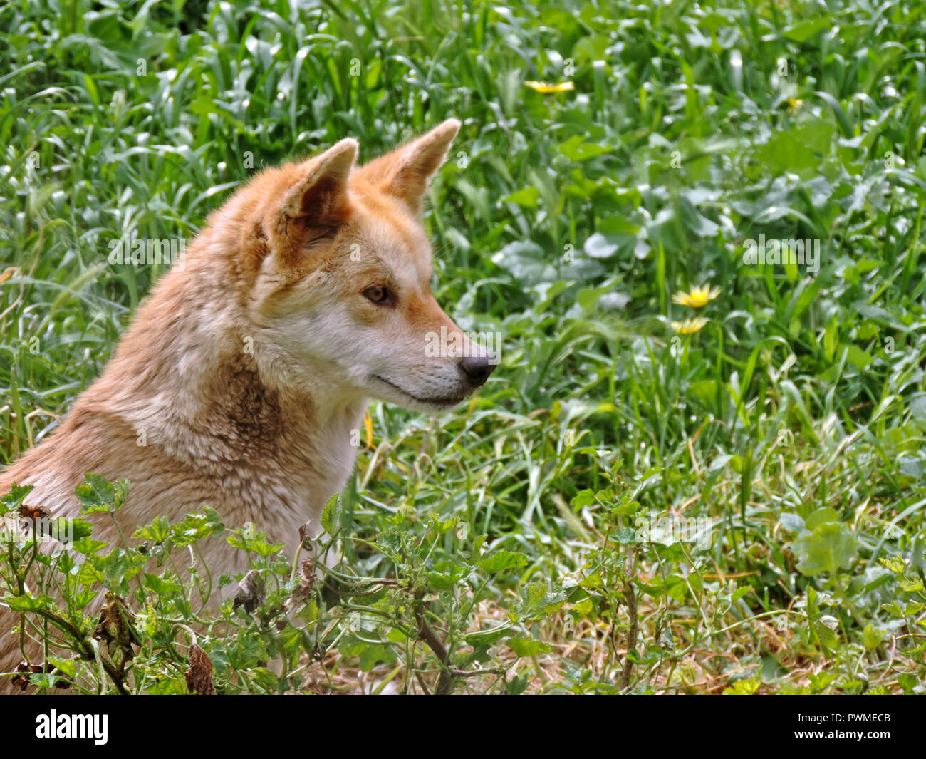 Dingo australia grass hi-res stock photography and images - Alamy
