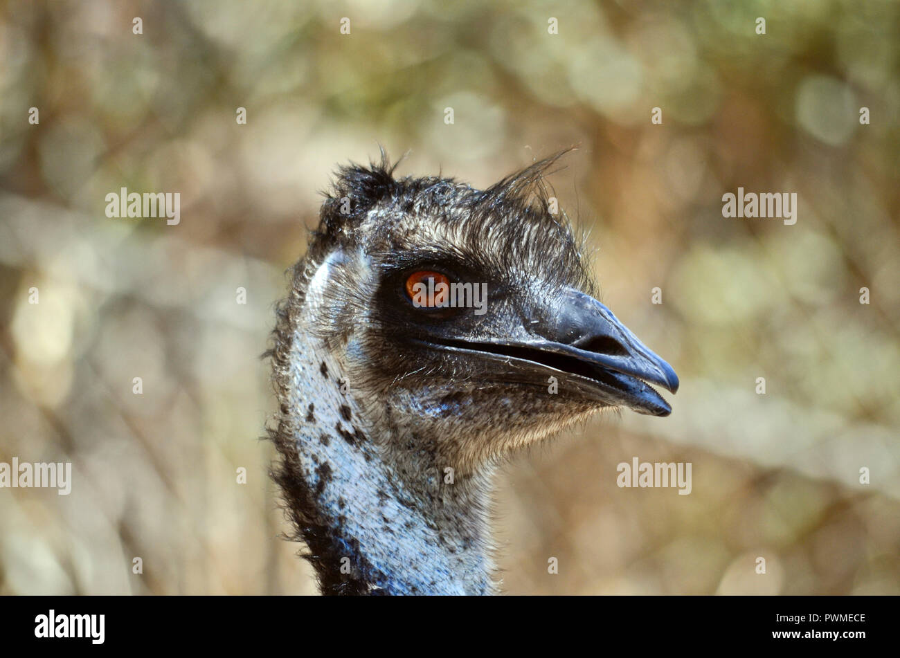 Emu closeup hi-res stock photography and images - Alamy