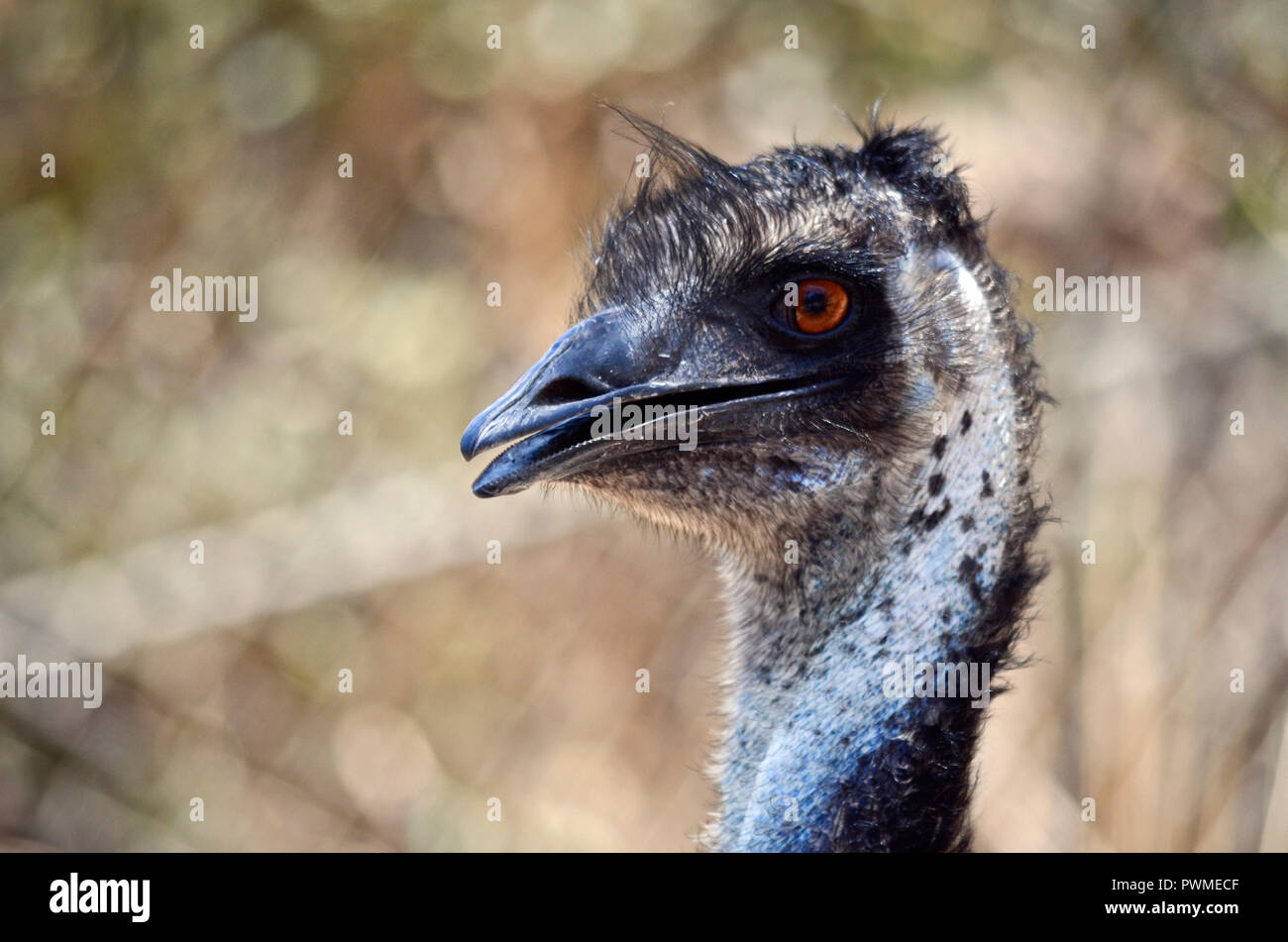 Emu closeup hi-res stock photography and images - Alamy