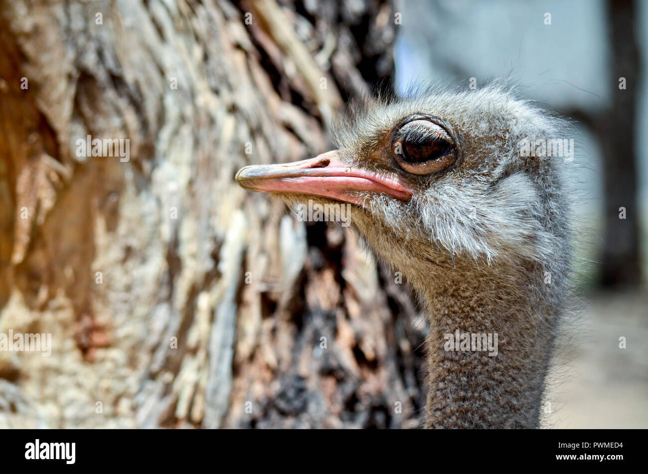 this is a close up of an ostrich Stock Photo - Alamy