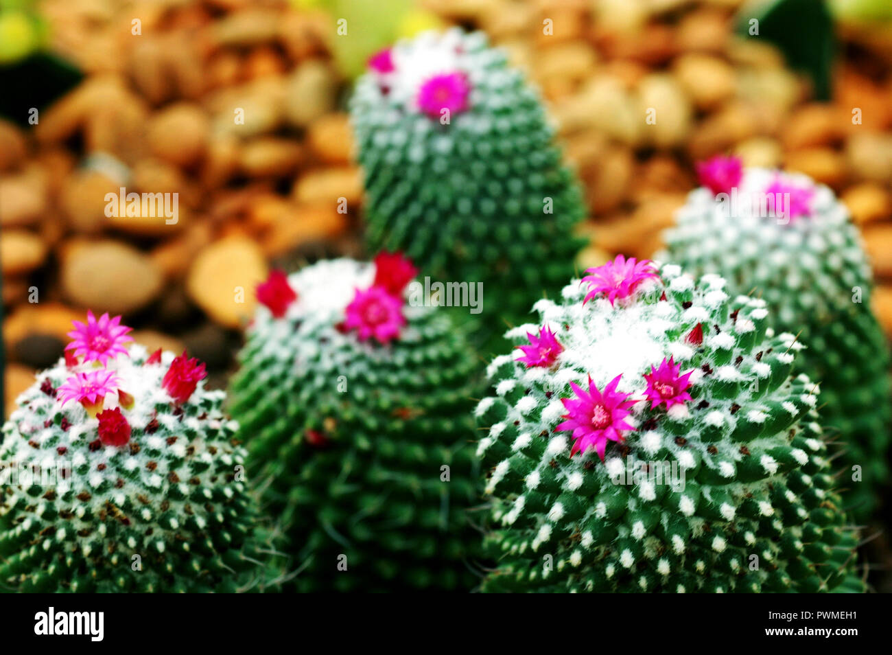 Cactus Forms High Resolution Stock Photography and Images - Alamy