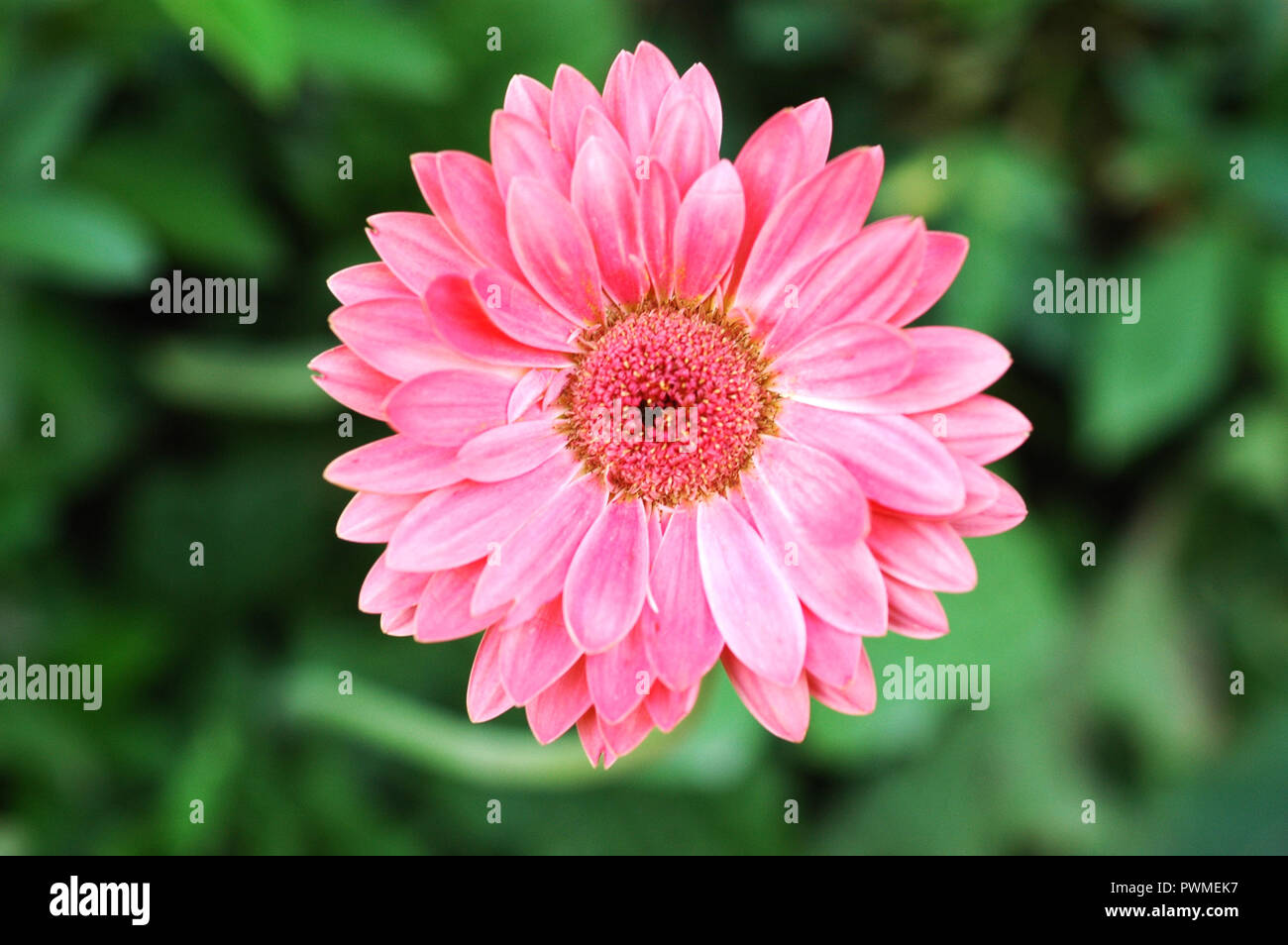 Barberto daisy hi-res stock photography and images - Alamy