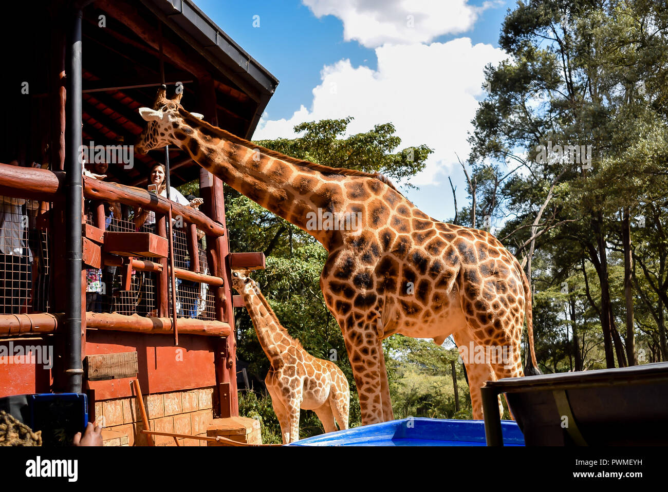 Giraffe center hi-res stock photography and images - Alamy