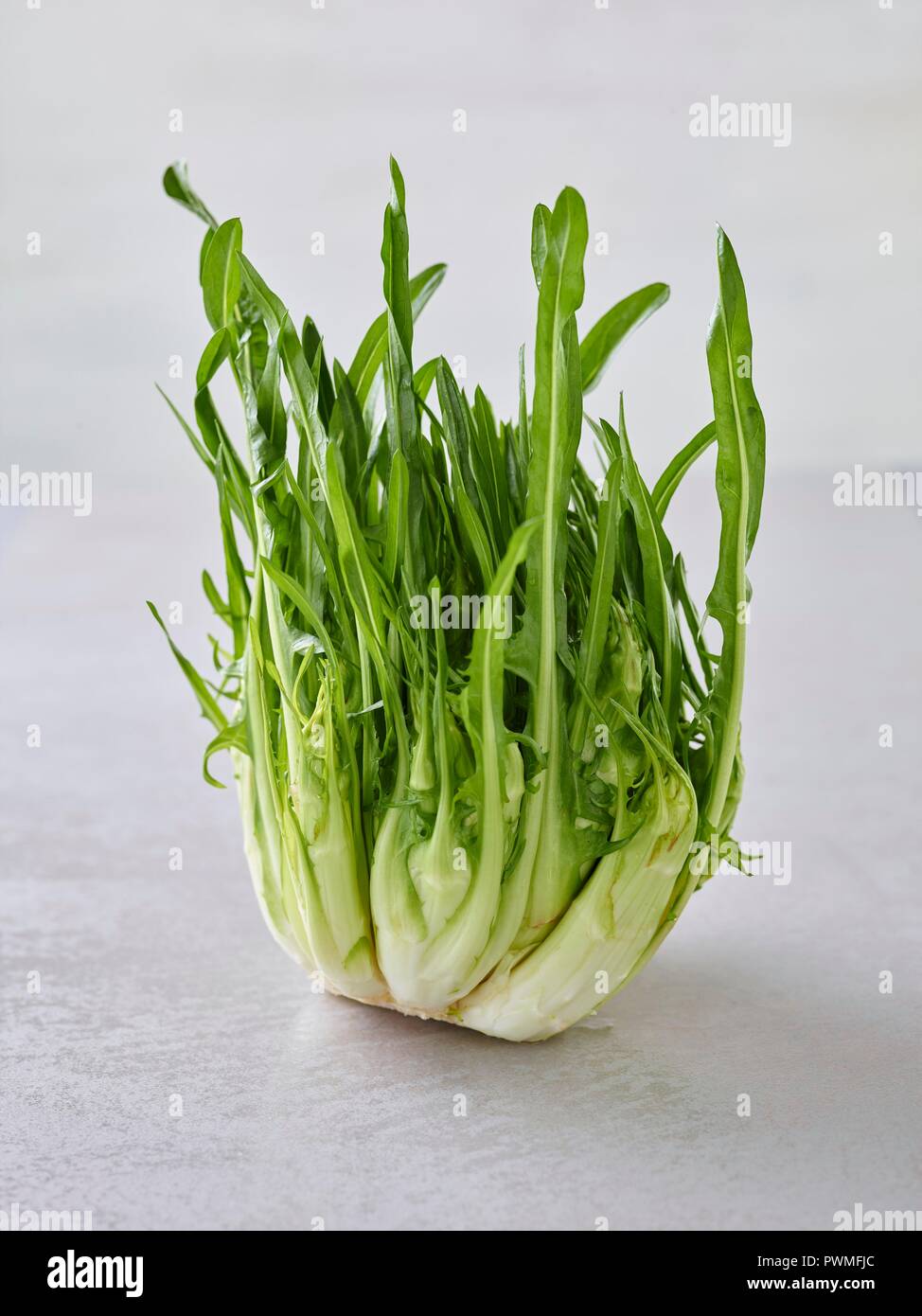 Catalogna lettuce hi-res stock photography and images - Alamy