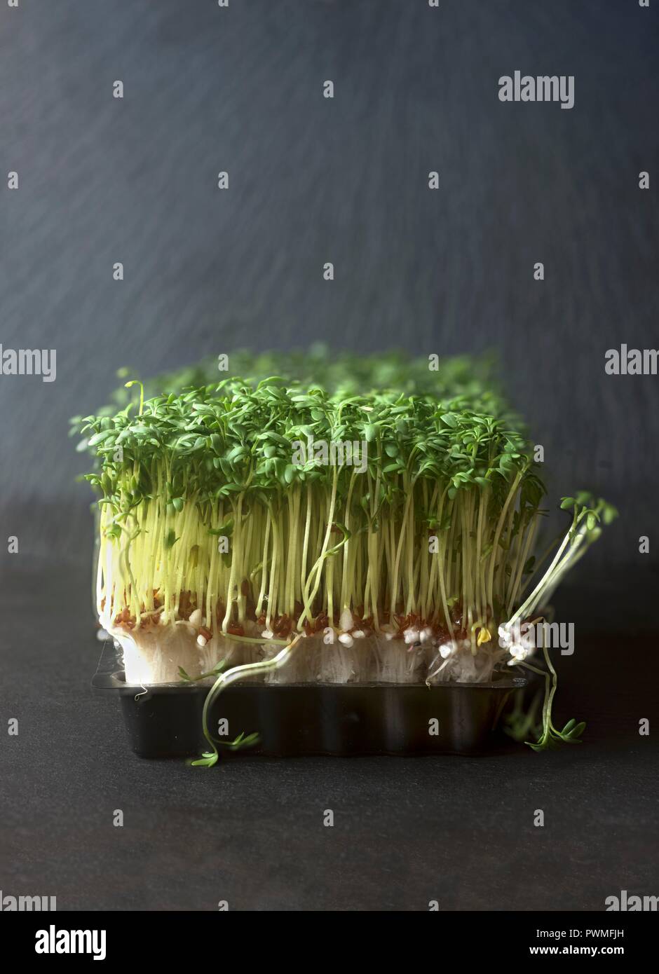 Tray of garden cress hi-res stock photography and images - Alamy