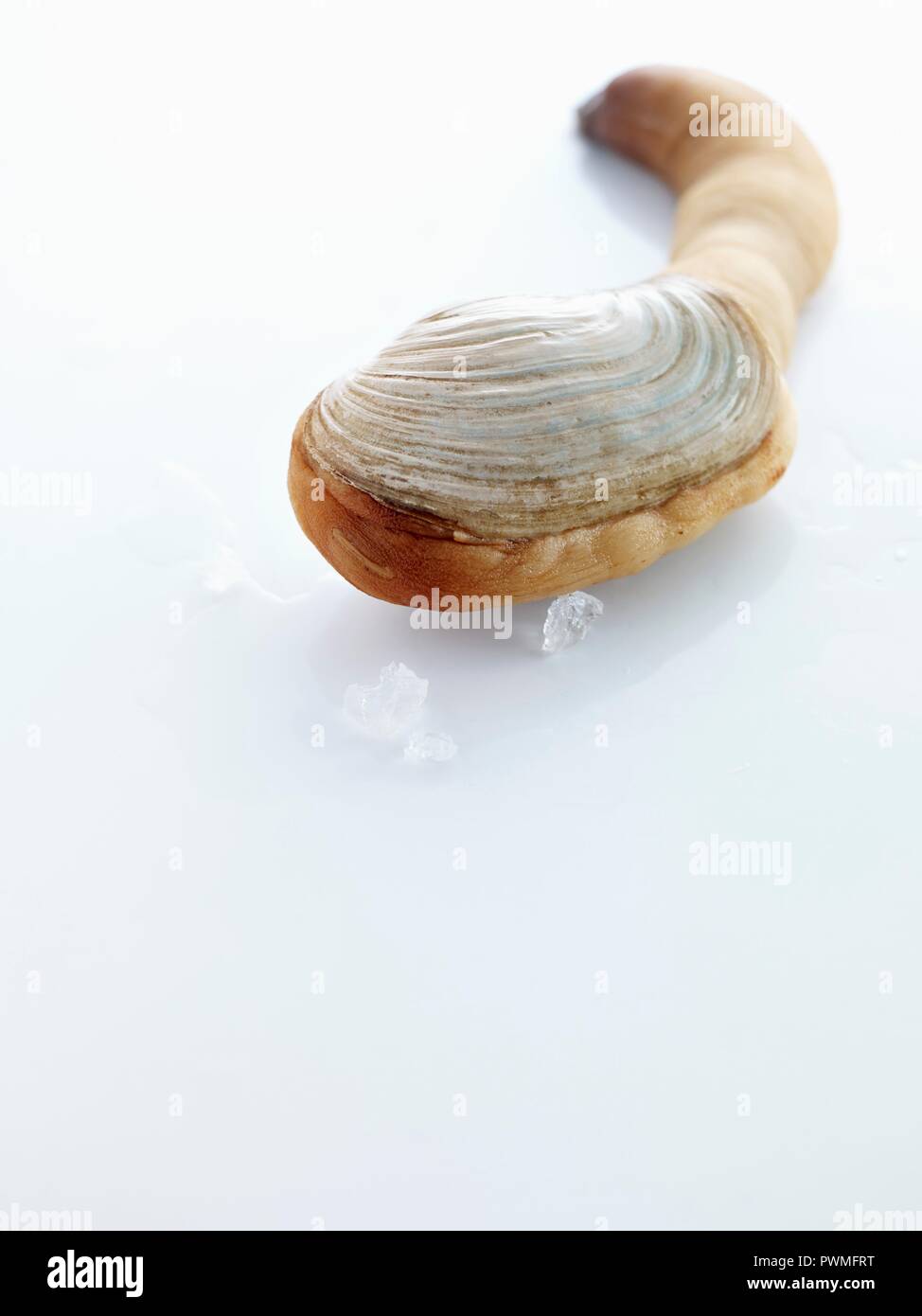 Geoduck High Resolution Stock Photography and Images - Alamy