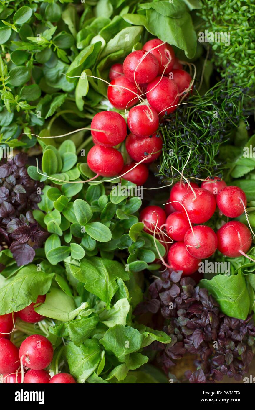 Food picture of radishes hi-res stock photography and images - Alamy