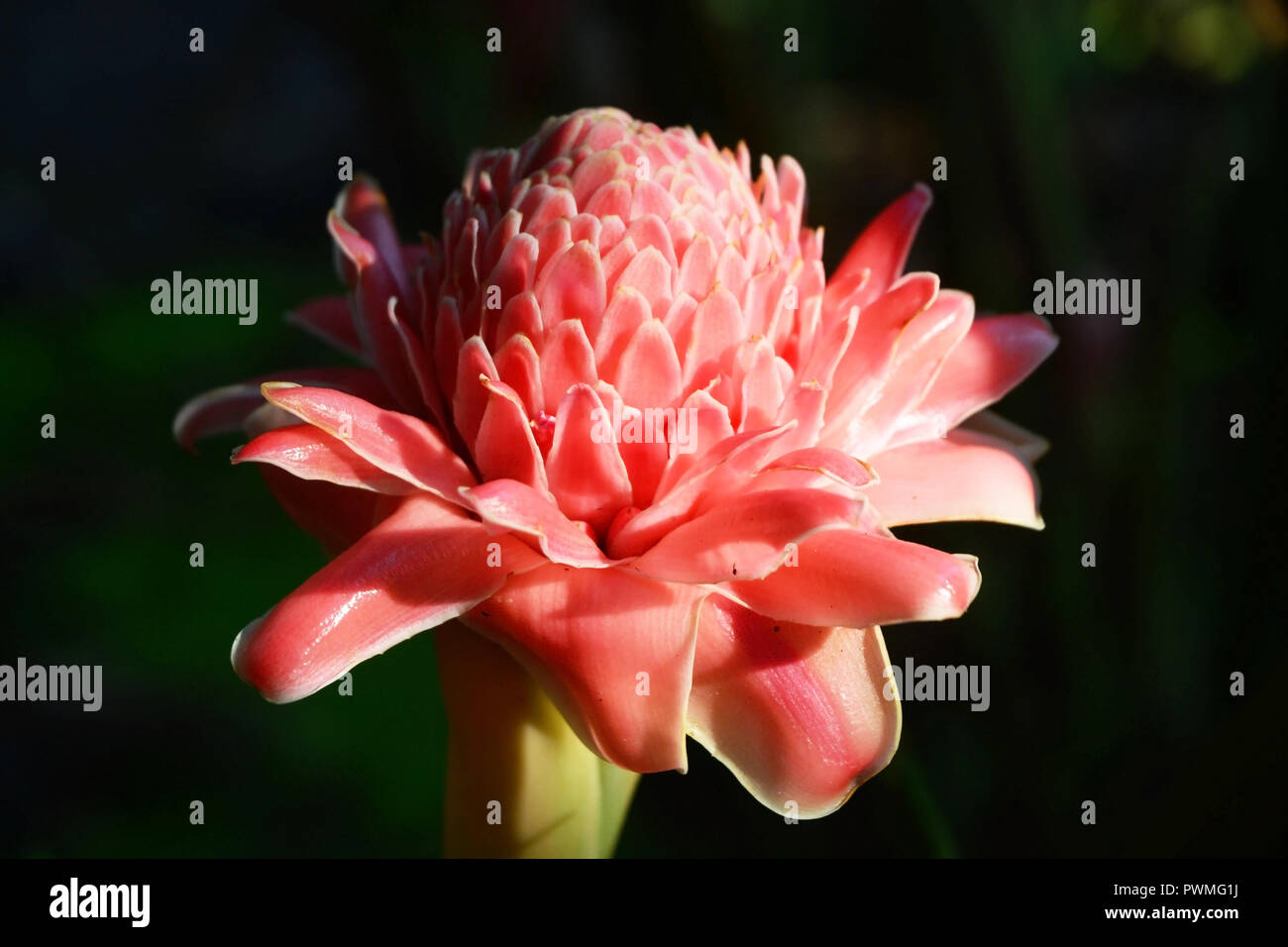 Torch ginger flower illustration hi-res stock photography and images ...