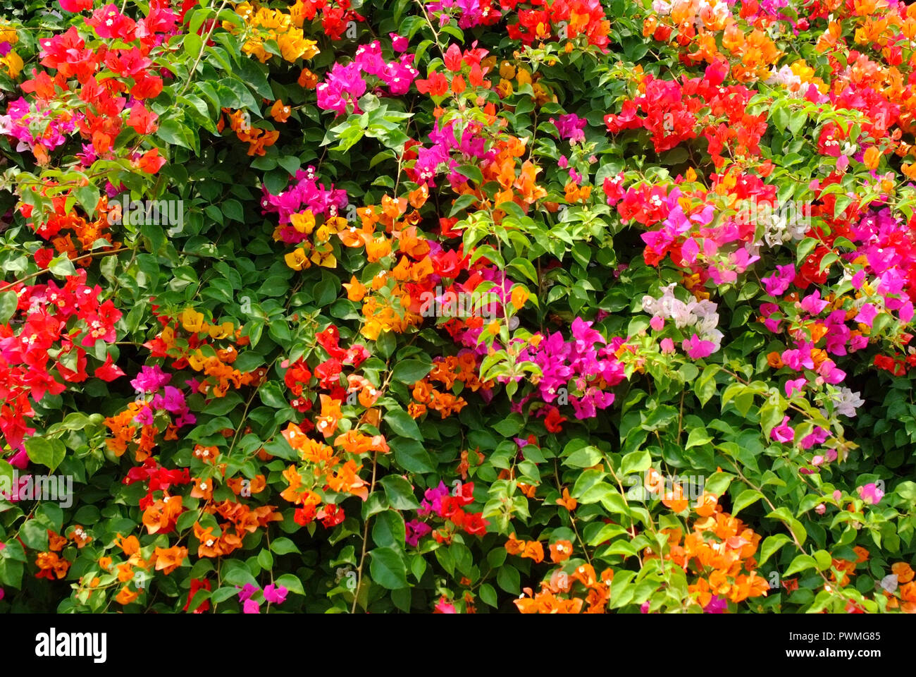 Three tone flower hi-res stock photography and images - Alamy