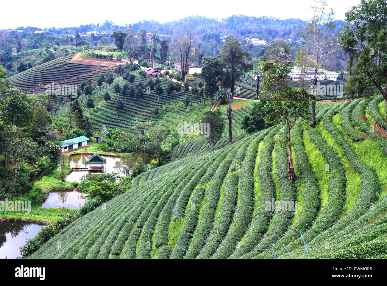 Burma tea plantation hi-res stock photography and images - Alamy