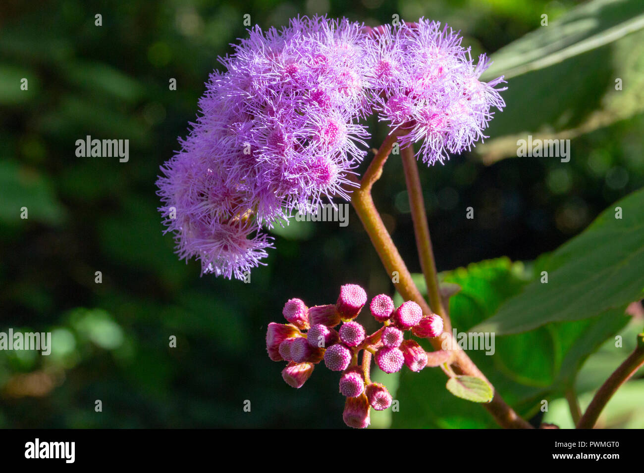 A close up view of a beautiful purple flower what has open flowers on ...