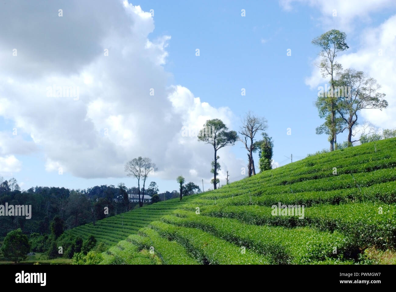 Burma tea plantation hi-res stock photography and images - Alamy