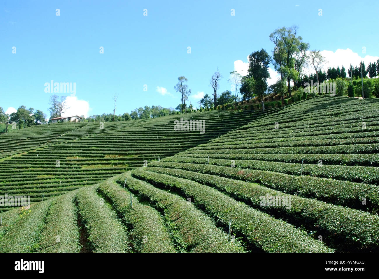 Burma tea plantation hi-res stock photography and images - Alamy
