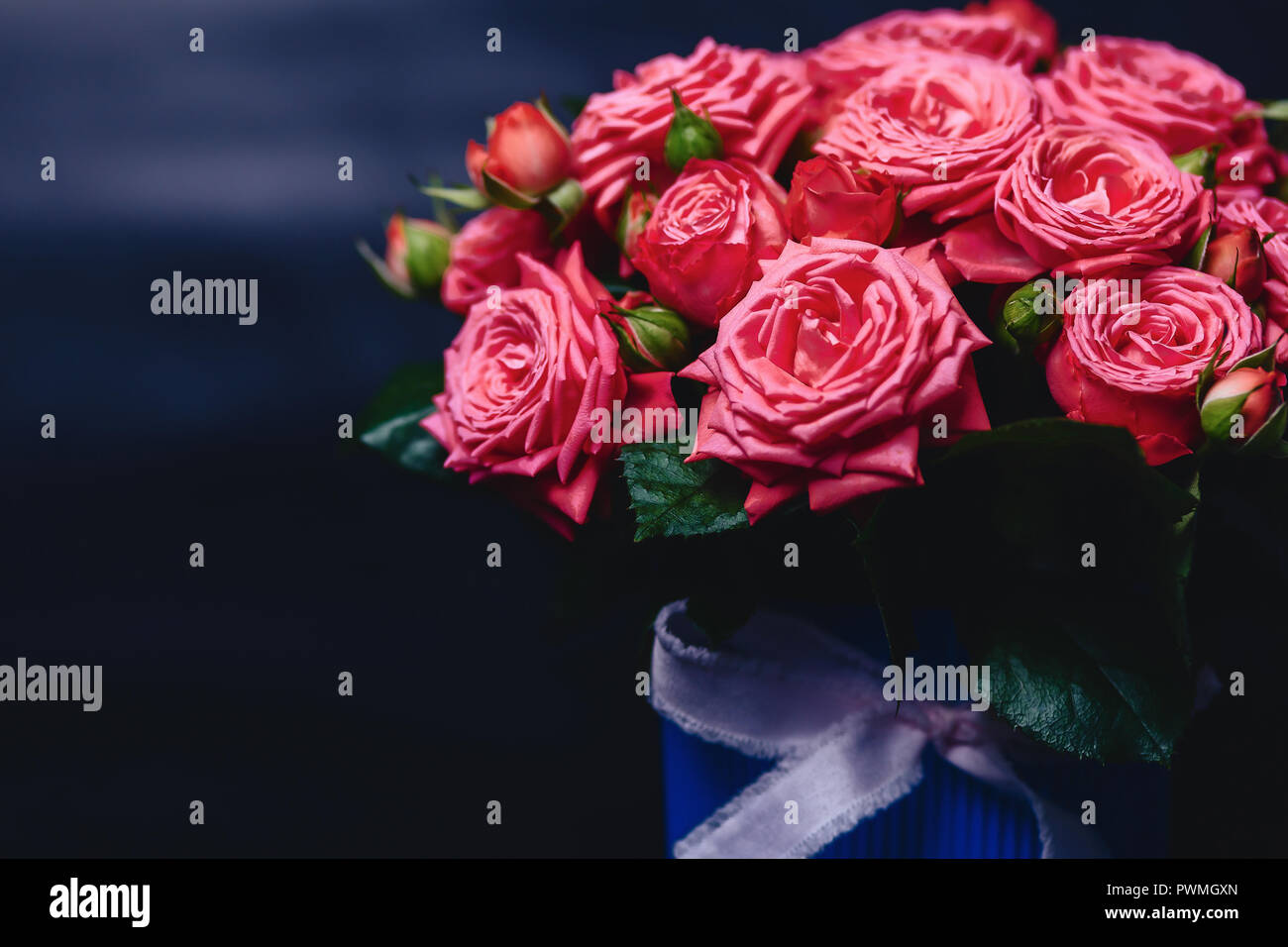 Rose bush in basket of Barbados variety on dark simple background Stock ...