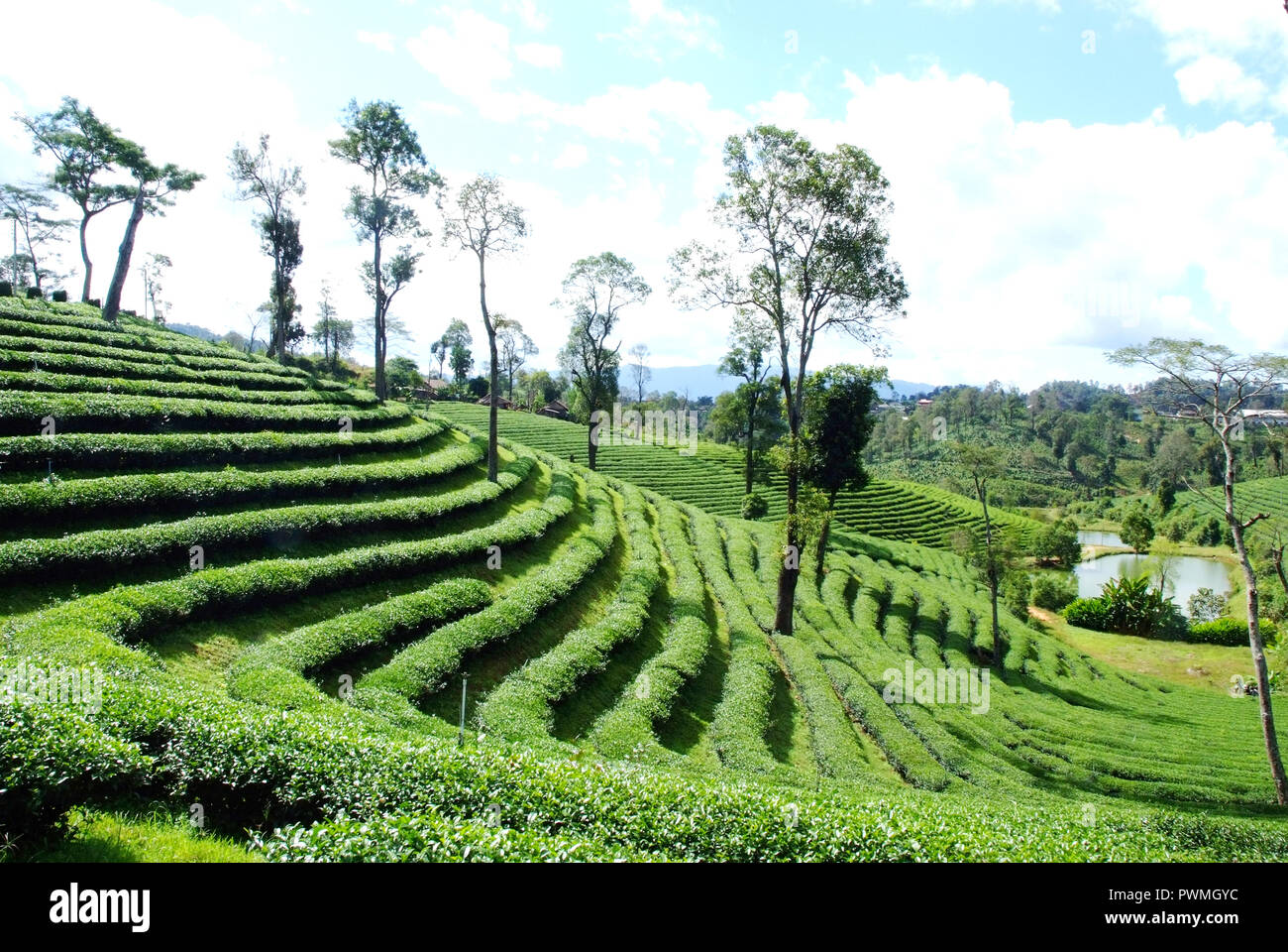 Burma tea plantation hi-res stock photography and images - Alamy