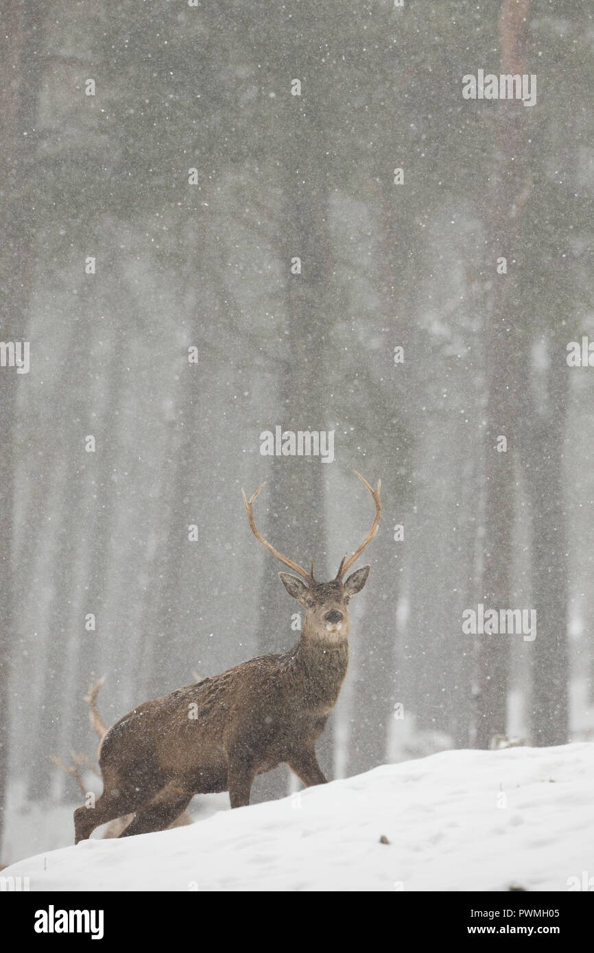 Red deer stag (Cervus elaphus) in a Scottish woodland in the snow ...