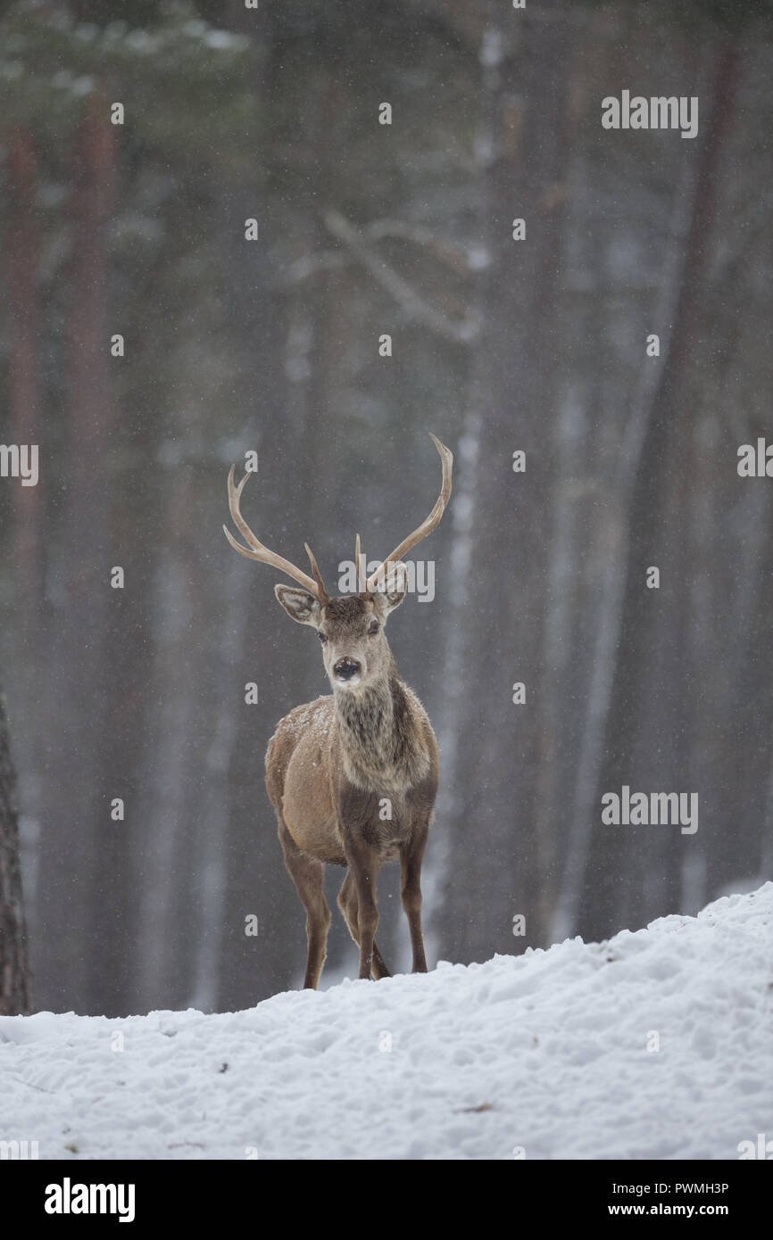 Caledonian forest scotland stag hi-res stock photography and images - Alamy