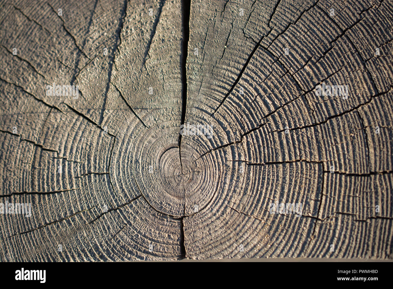 Cut tree stump surface as a background texture Stock Photo - Alamy
