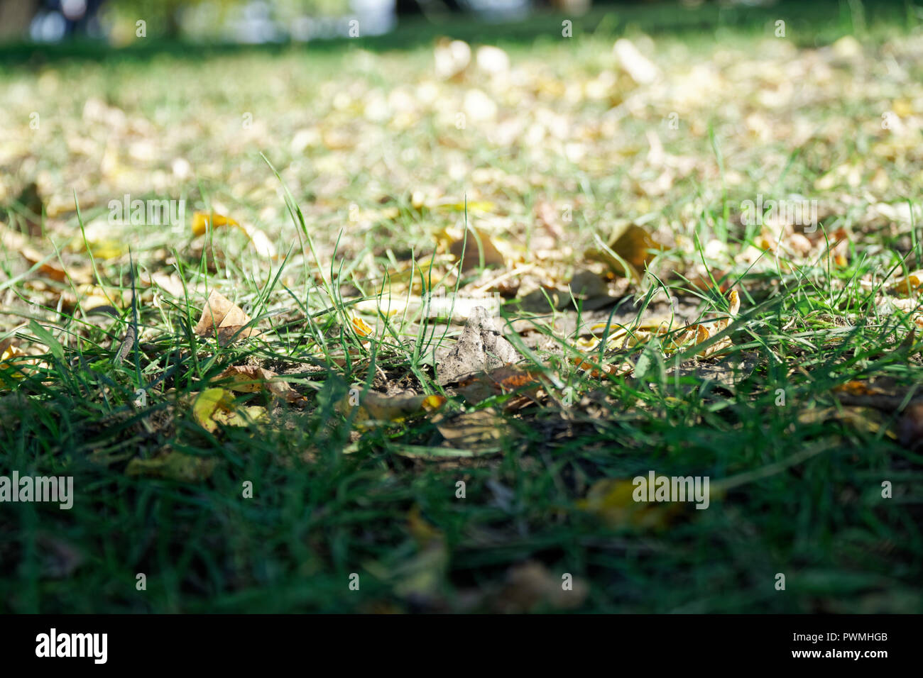Fallen yellow autumn leaves on ground. Patch of fresh green grass in ...