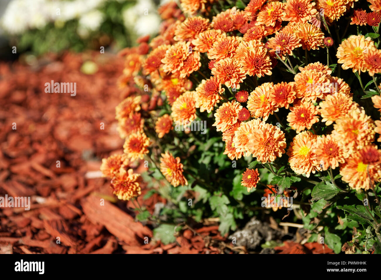 Close-up flowers Blooming. Group of vibrant colorful flowers blooming ...