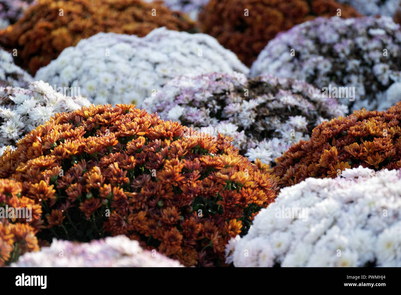 Group purple flowers flying hi-res stock photography and images - Alamy