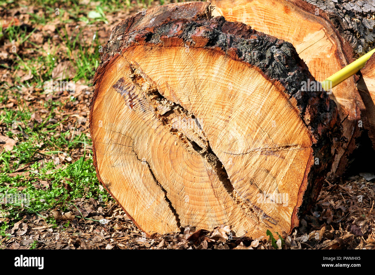 Radiata pines cutting hi-res stock photography and images - Alamy