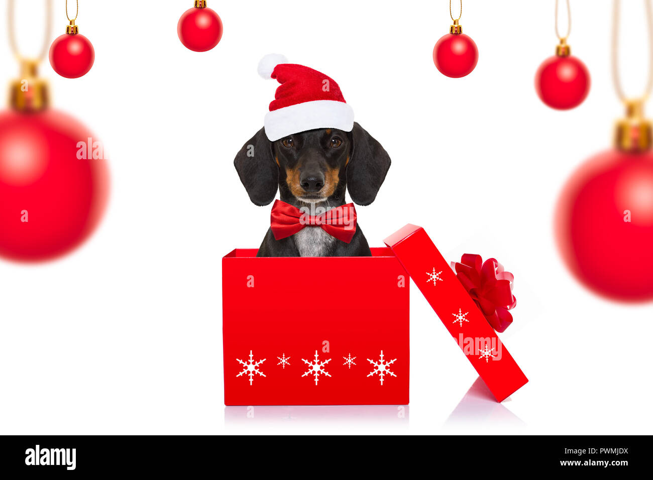 christmas santa claus dachshund sausage dog as a holiday season ...