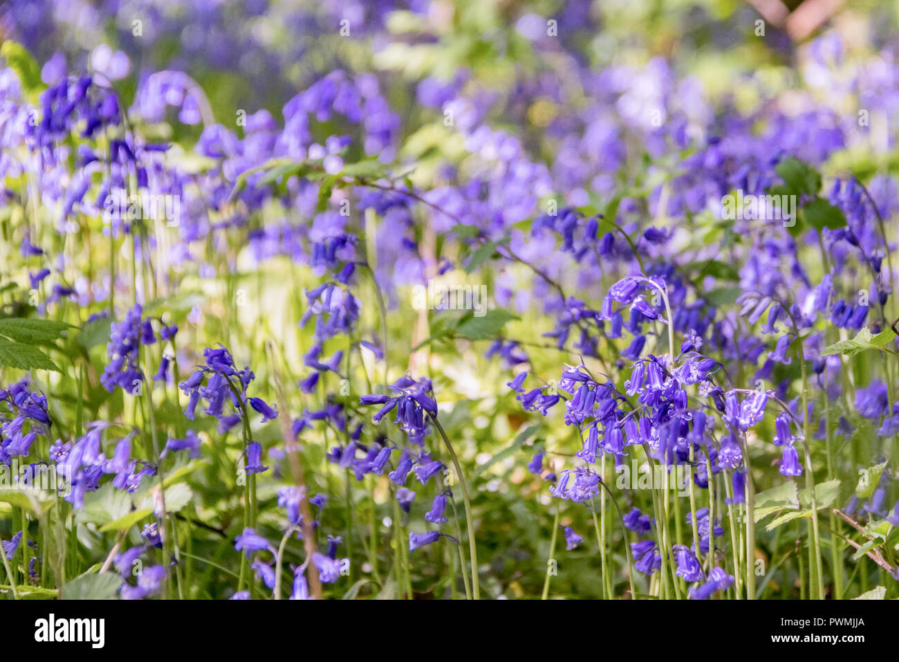 A beautiful field of Native Bluebells in a wood with blurred background ...