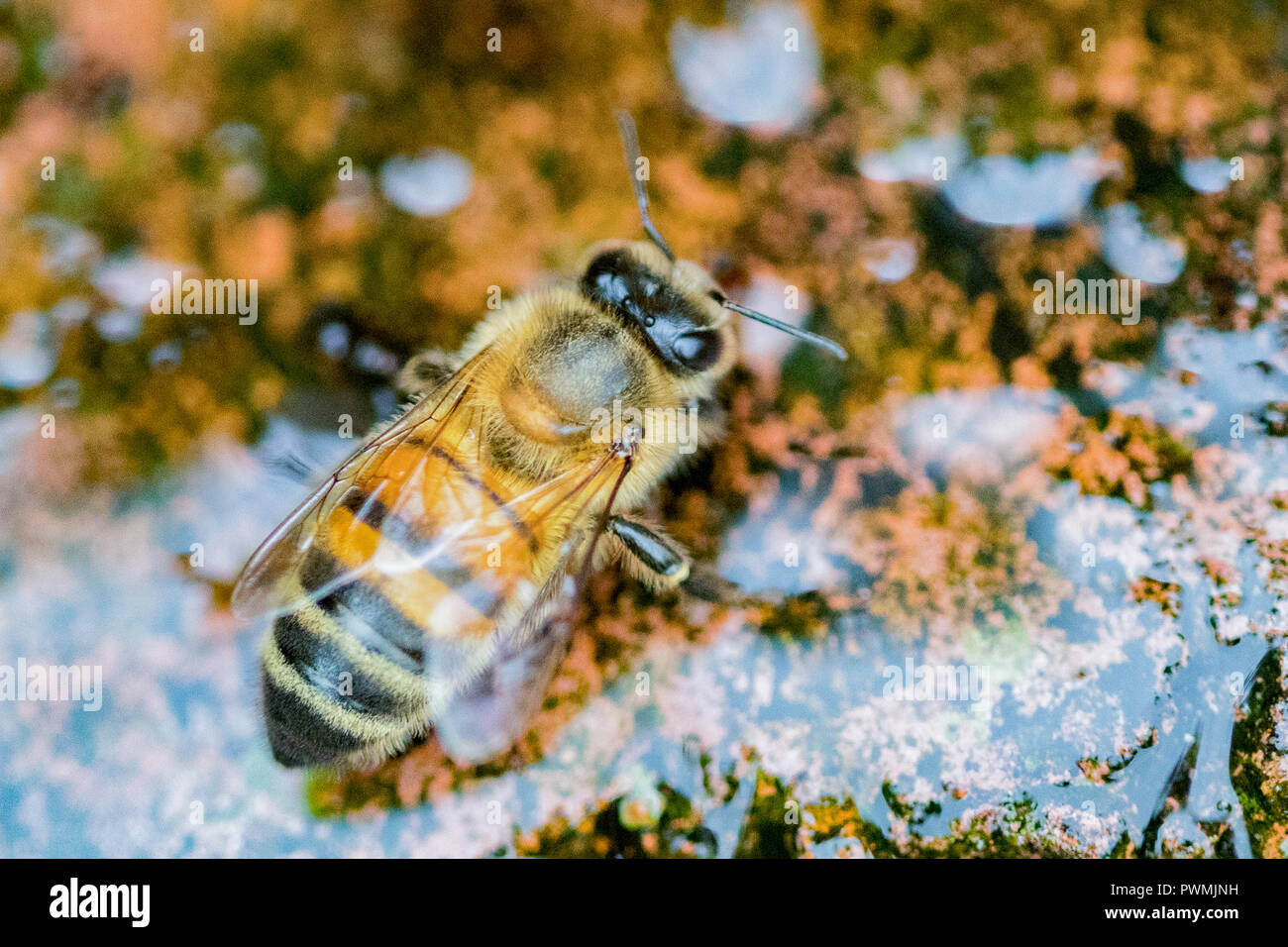 Bee Drinking Water Stock Photos & Bee Drinking Water Stock Images - Alamy