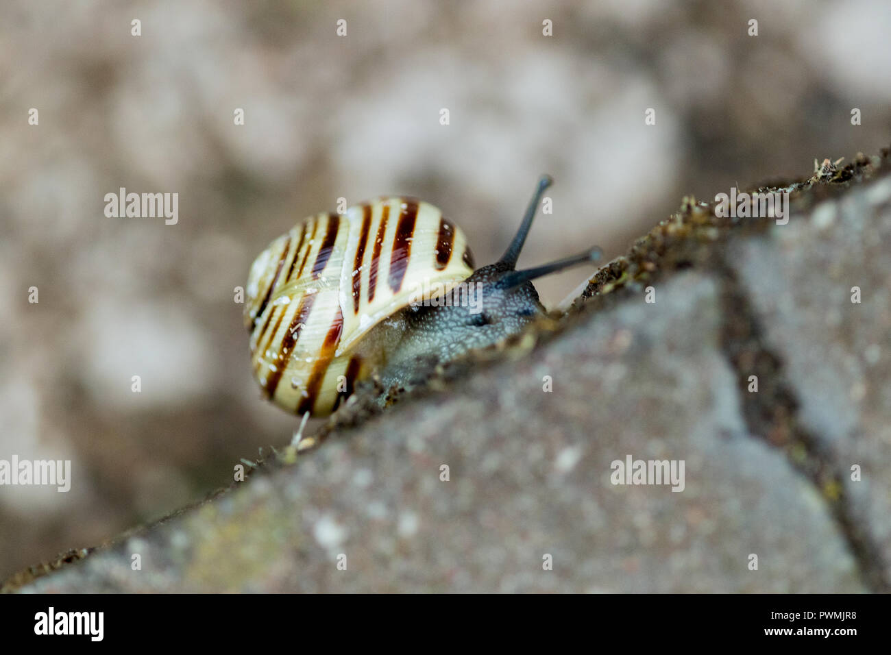 Foreground white snail shell hi-res stock photography and images - Alamy