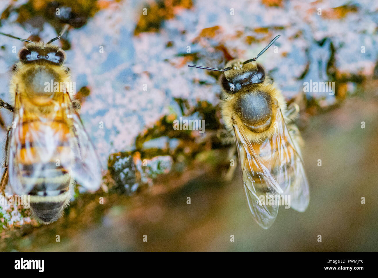 Wet honey bee apis hi-res stock photography and images - Alamy