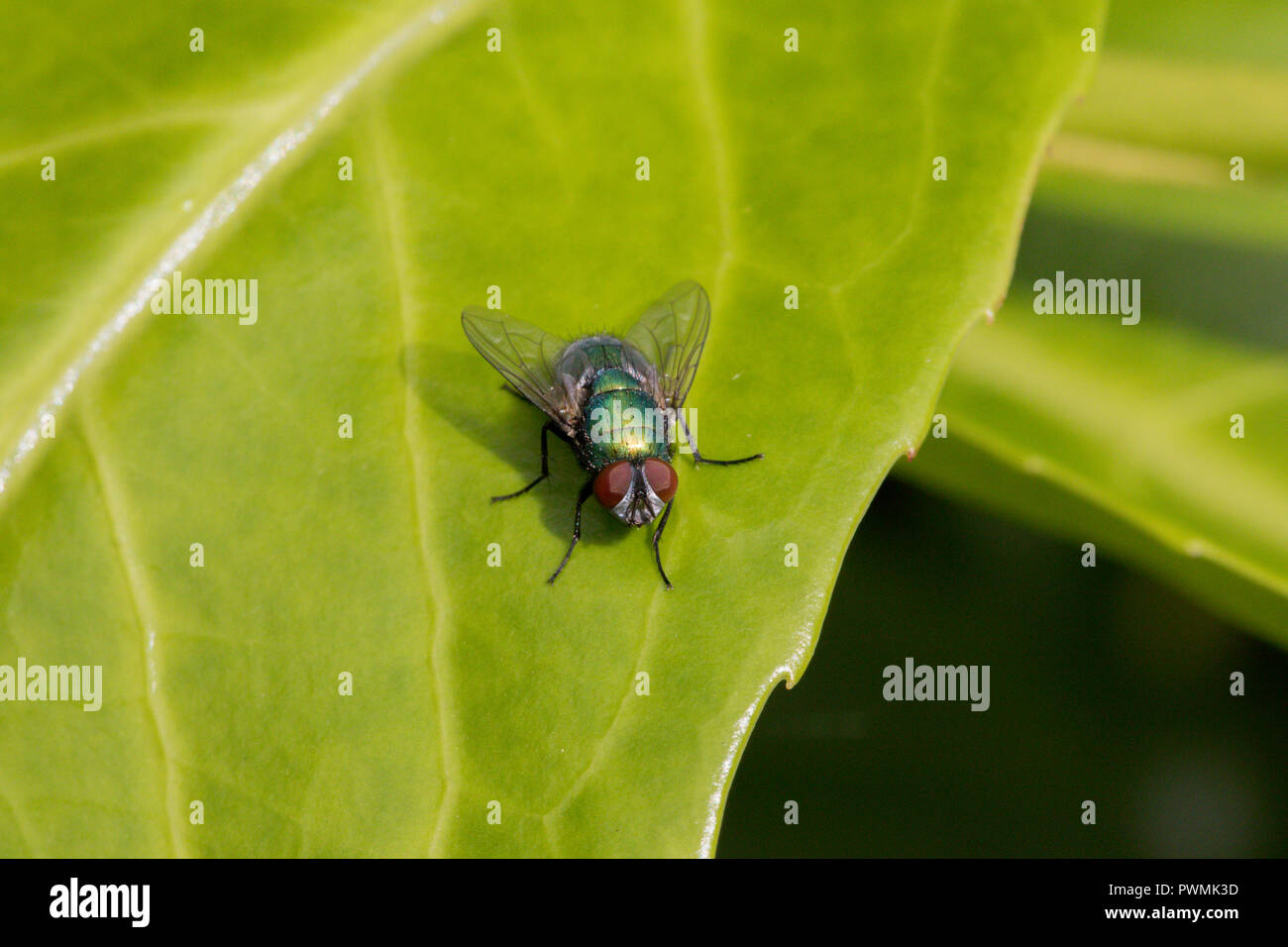 Common green bottle fly hi-res stock photography and images - Alamy
