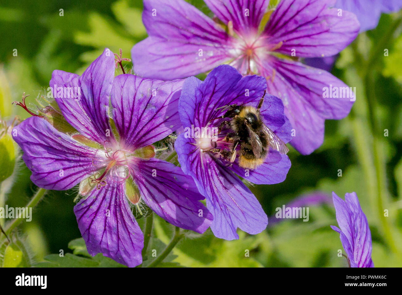 Bumble Bee collecting nectar on a purple geranium flower in a garden ...