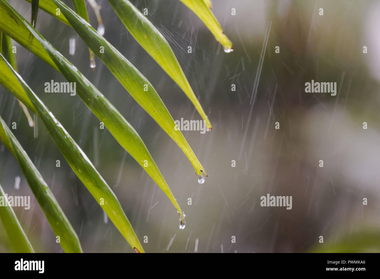 heavy tropical rain in rainy season monsoon season in Philippines Asia ...