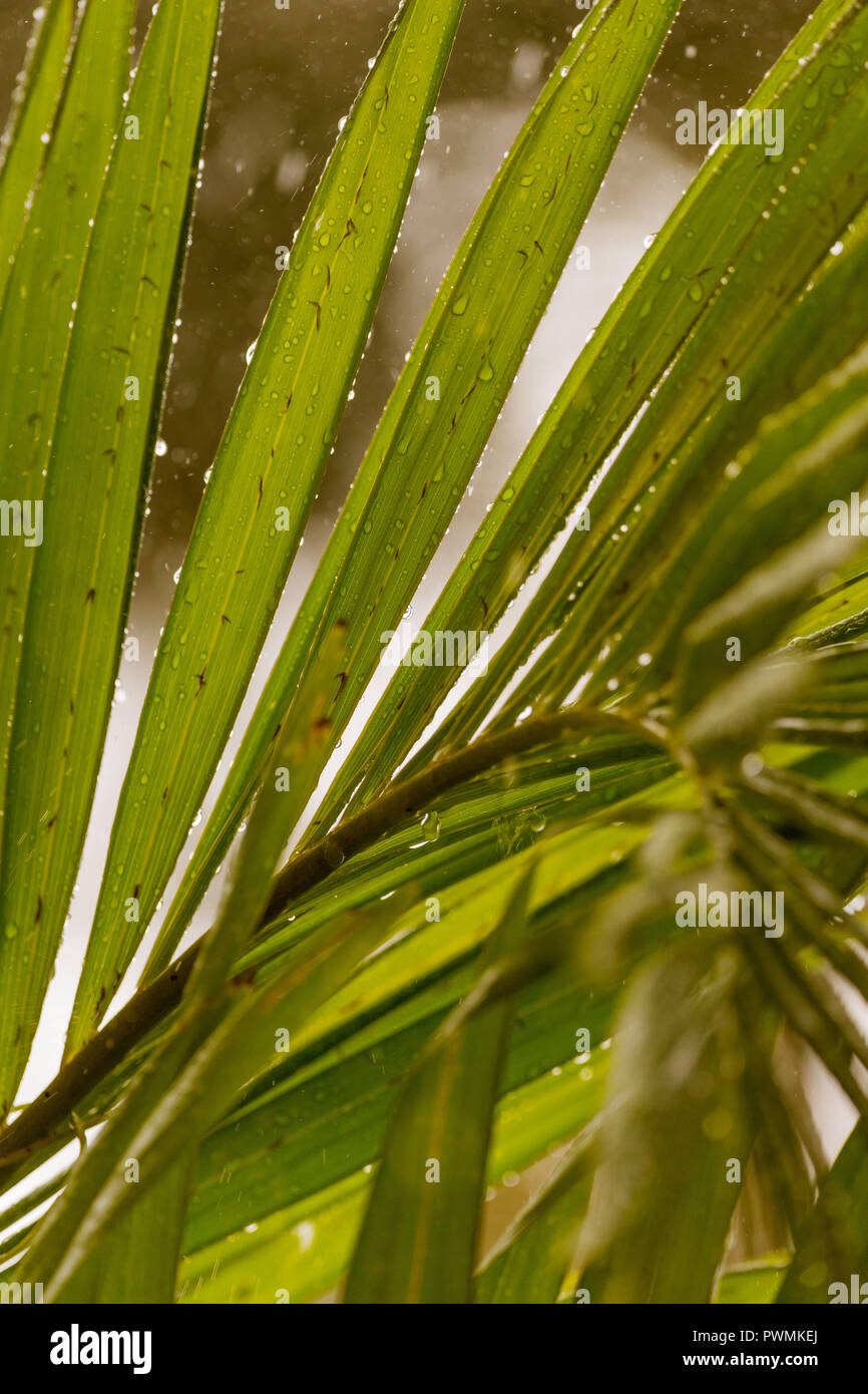 heavy tropical rain in rainy season monsoon season in Philippines Asia ...