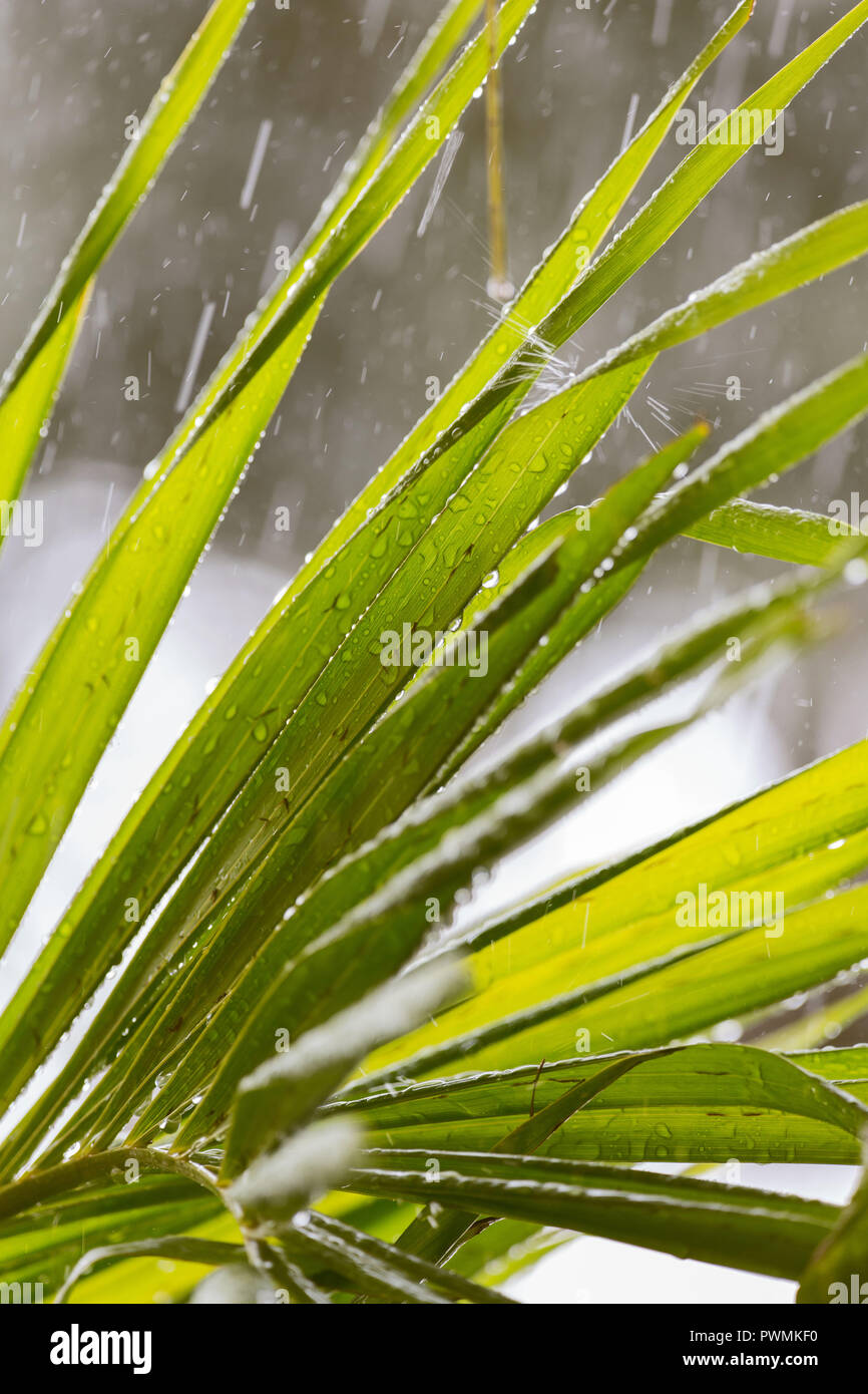 heavy tropical rain in rainy season monsoon season in Philippines Asia ...