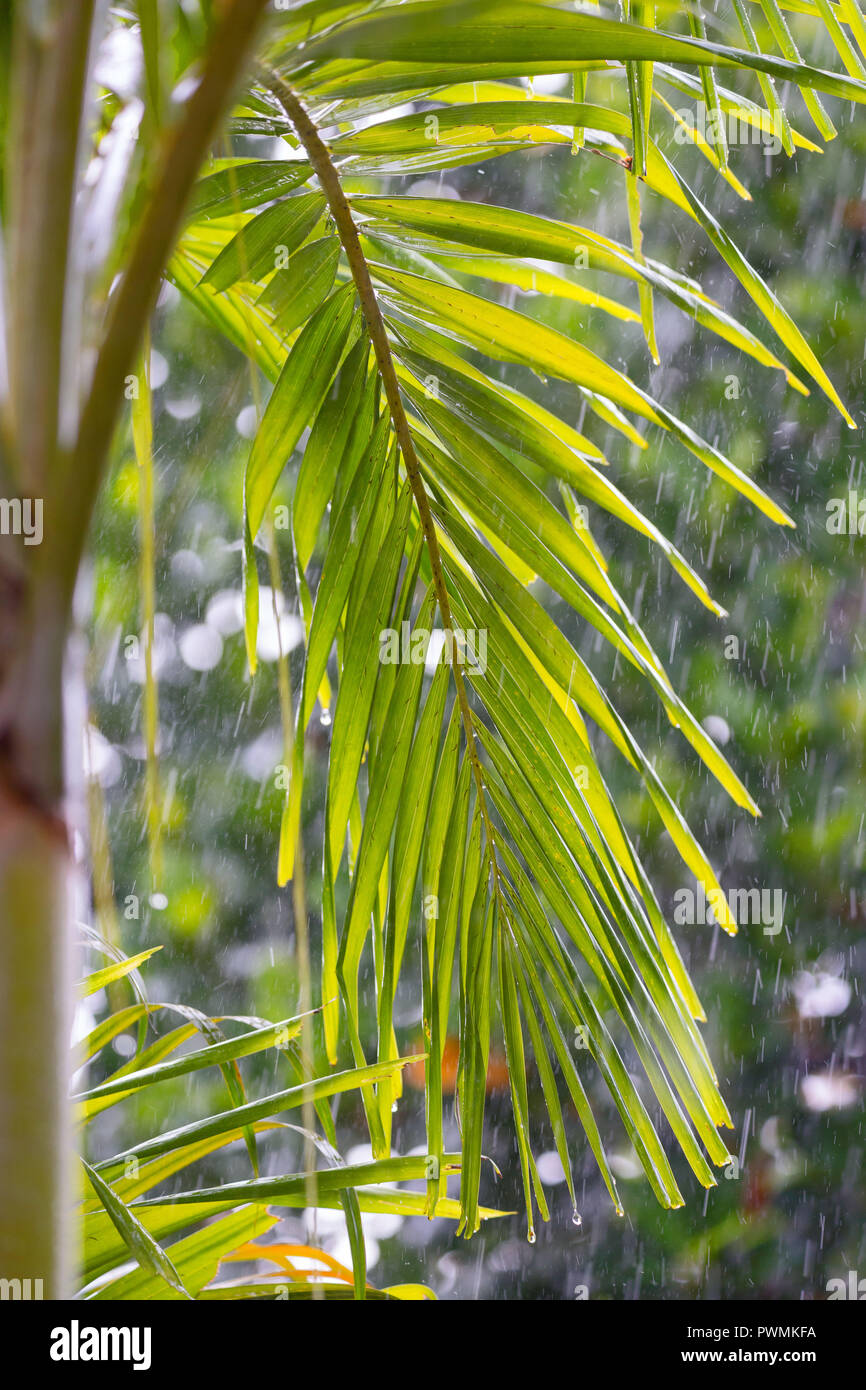 Tropical Monsoon Forest High Resolution Stock Photography and Images ...