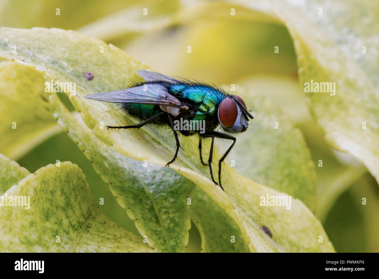 Common green bottle fly hi-res stock photography and images - Alamy
