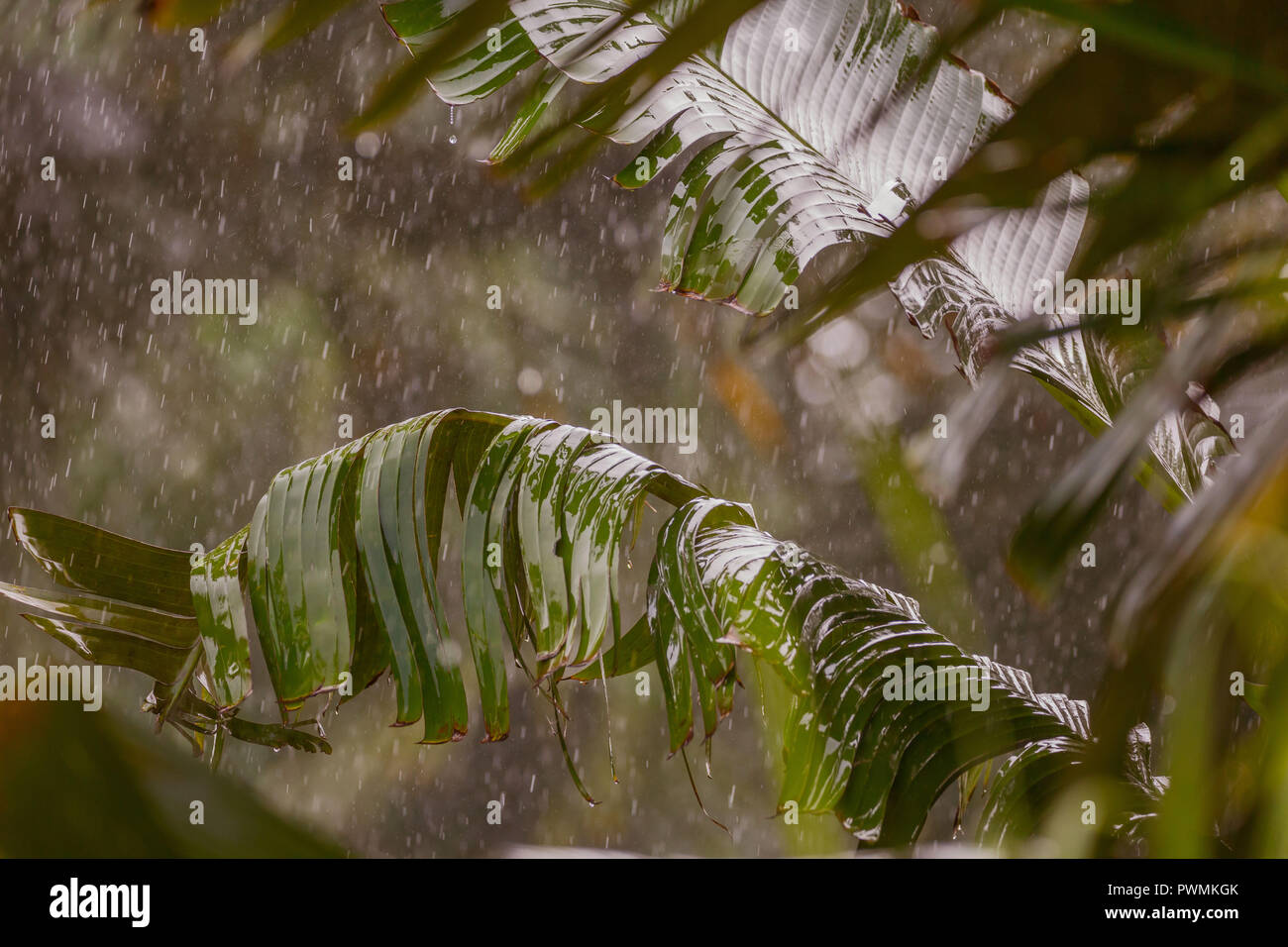 Tropical Monsoon Climate High Resolution Stock Photography and Images ...