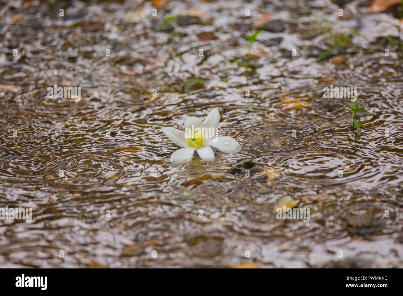 Orchid blossom in heavy tropical rain in rainy season monsoon season in ...