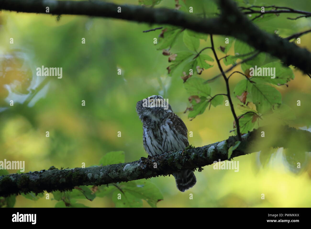 Eurasian pygmy owl-Swabian Jura,Swabian Alps,Baden-Württemberg, Germany ...