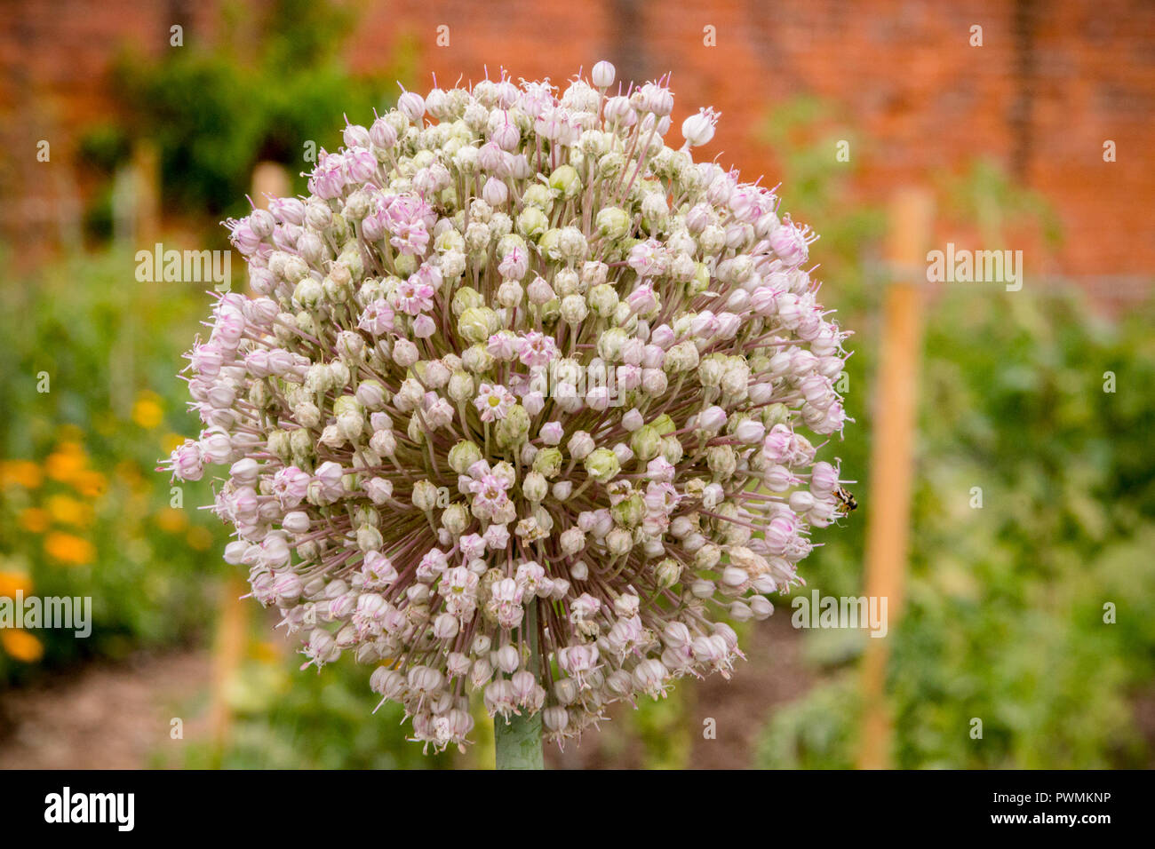 Many flowered garlic hi-res stock photography and images - Alamy