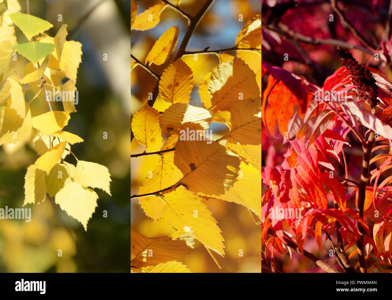 Colors of the fall. Collage photo with yellow and red autumn leaves ...